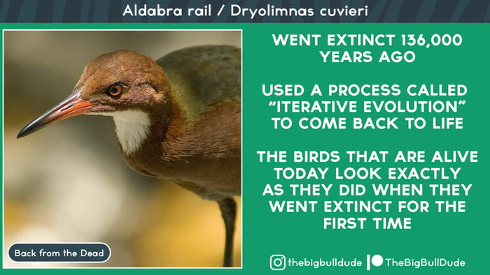 A flightless bird went extinct and it got so mad that it decided to ...