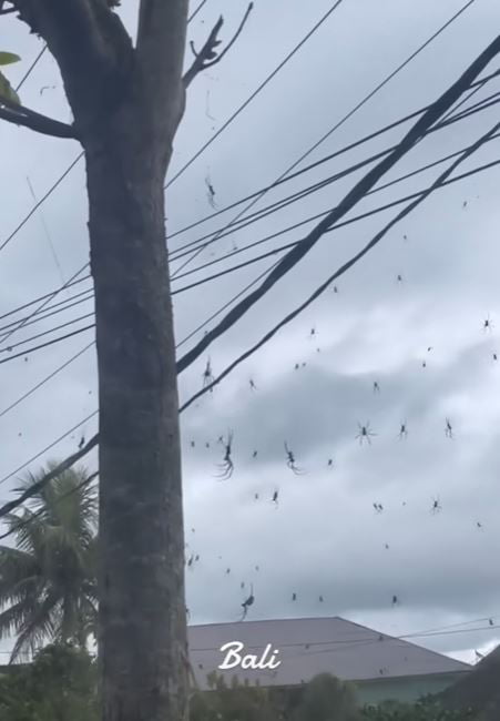 Best Funny bali Memes - 9GAG