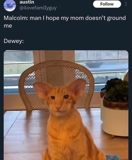 Old Man Cat Memes Fat Cat By Ameliasarelike Meme Center