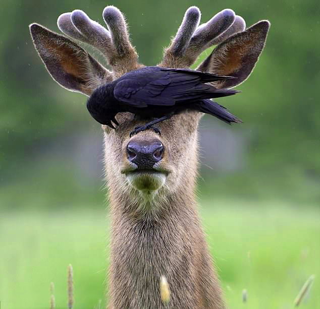 I have no eye dear ... - 9GAG