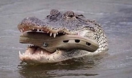 Best Funny crocodile Memes - 9GAG