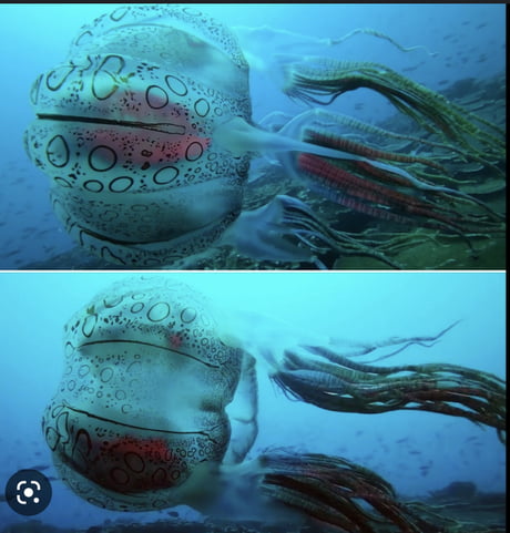 Best Funny jellyfish Memes - 9GAG