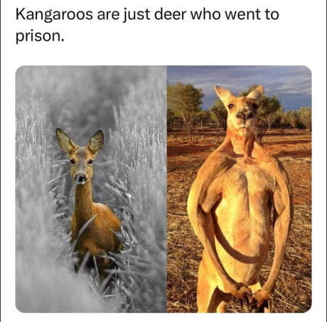 Best Funny kangaroo Memes - 9GAG