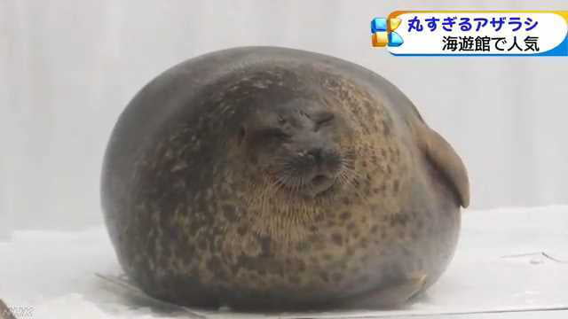 Super Chonky Seals Steal Spotlight at Osaka Aquarium - 9GAG