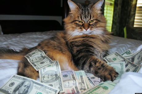 Rich Cat Meme