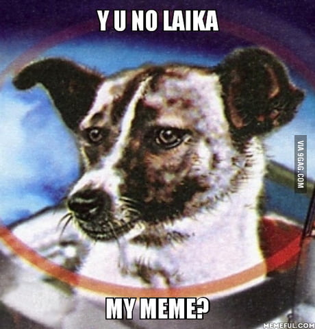 Memes Perrita Laika Laika Memes And Images Imgur