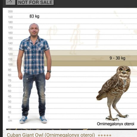 Cuban Giant Owl