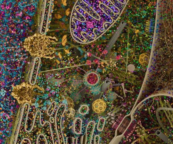 The most detailed representation of a human cell to date, which was ...