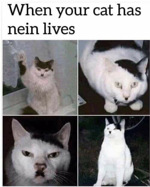 Its kitler - 9GAG