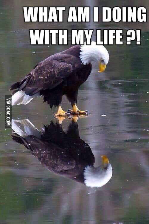 Sad bird is sad. - 9GAG