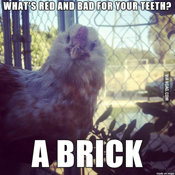 I took a pic of my chicken, she looks like a murderous anti-joke hen ...