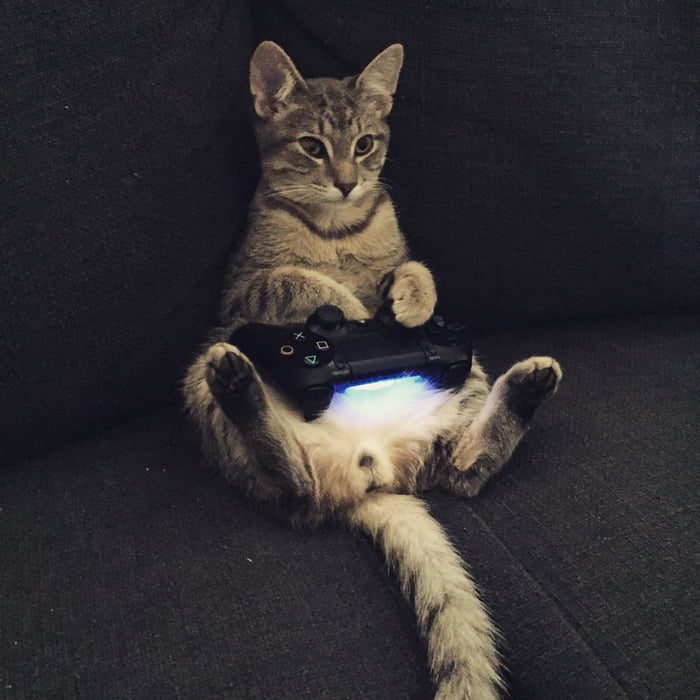 Cats doing human things - 9GAG