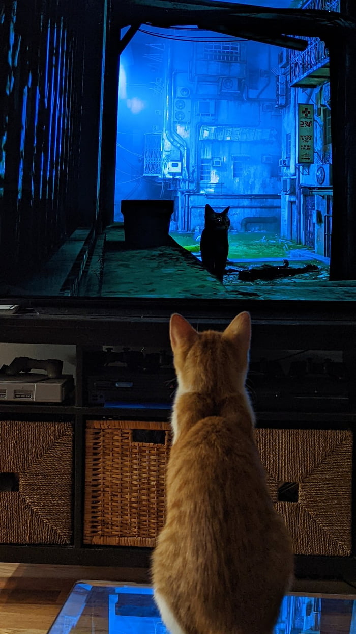 Meet Lala, The Voice Actress For The Cat In 'Stray' - 9GAG