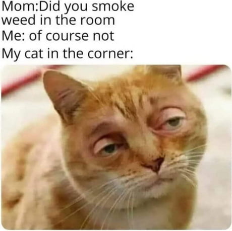 High Asf Memes When You Go To Class Baked Af And Your Homies Ask If