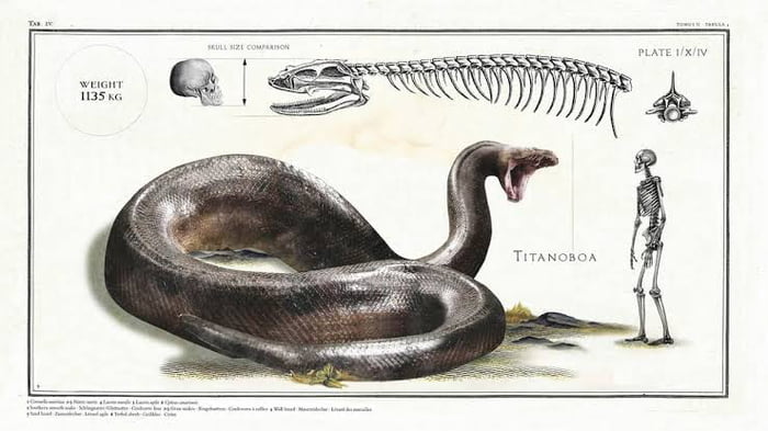 Titanoboa actual size comparison to that of an adult human. - 9GAG