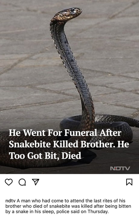 Funny Snake Bite