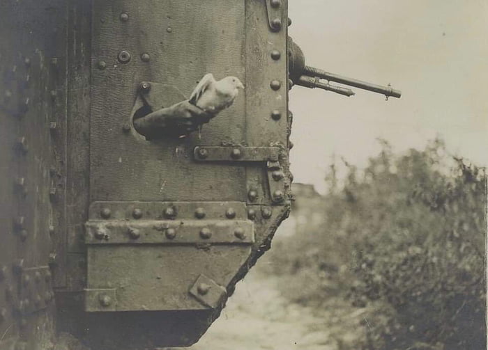A carrier pigeon being released from the side of a British tank, the ...