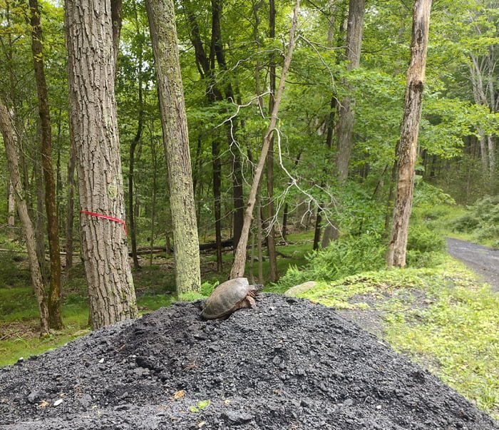 Snapping turtle laying eggs in a pile of asphalt millings - TMNT ...