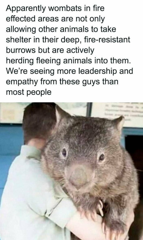 Funny Wombat Quotes