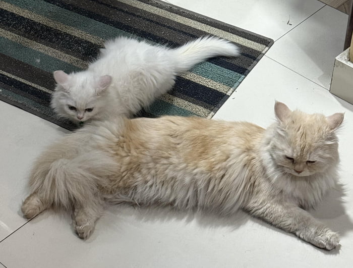 Male cat not grooming himself - 9GAG