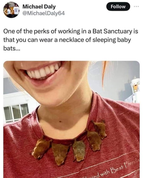 Best Funny bat Memes - 9GAG