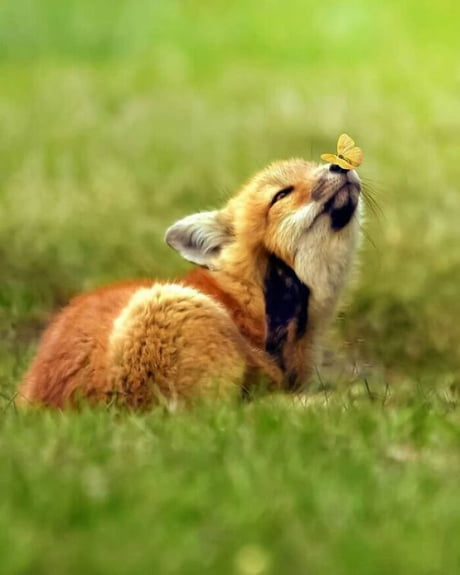 Best Funny fox Memes - 9GAG