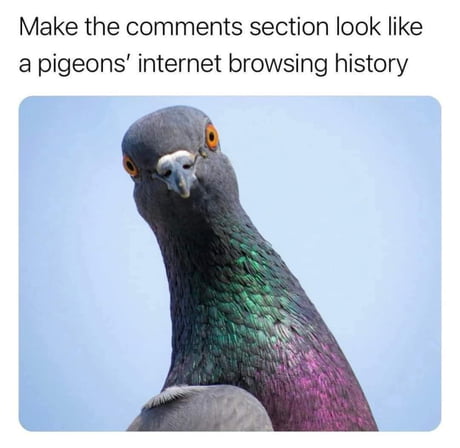 Memes About Pigeons Amazon.com: Funny Pigeon Meme Homing Pigeon Racing