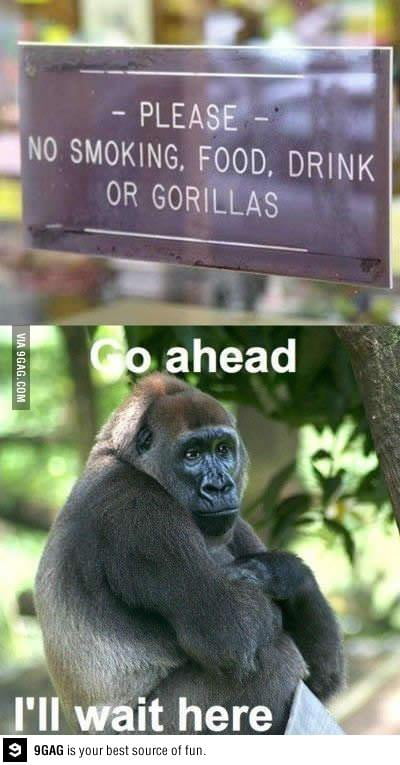 Grappige Gorilla Meme Funny Gorilla GIFs | Tenor