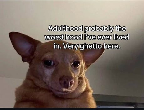 Best Funny hood Memes - 9GAG