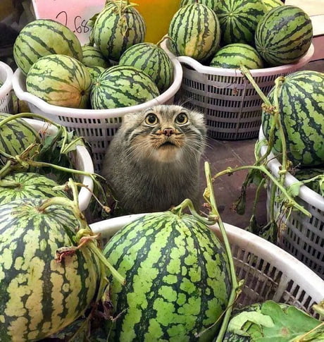 Memes Watermelon How The Watermelon Became A Global Sign Of