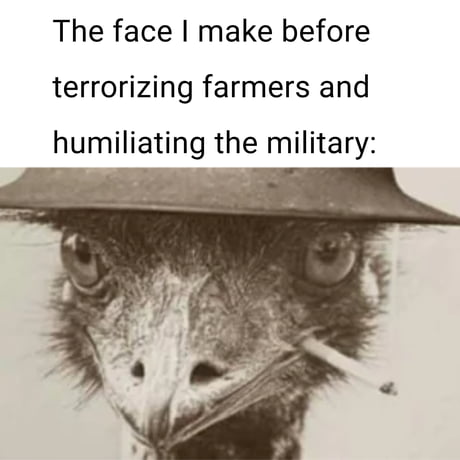 Ostrich Emu Memes