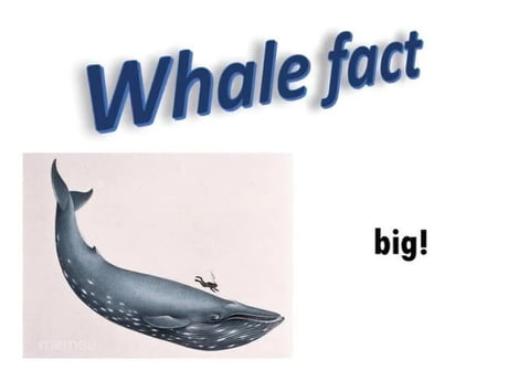 Best Funny whale Memes - 9GAG