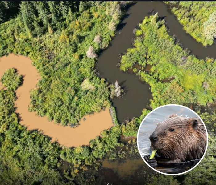 Beavers doing government's job, saving money and the environment - 9GAG