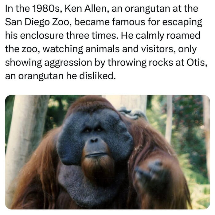 Ken Allen, the orangutan who preferred to explore the zoo on his own ...