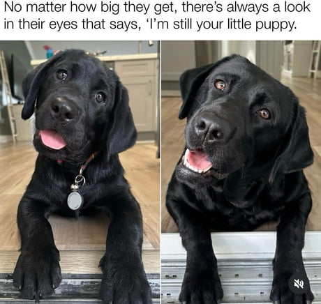 Best Funny puppy Memes - 9GAG