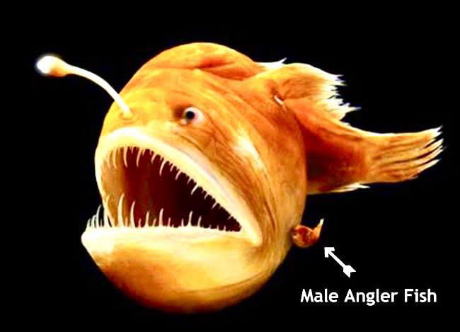 The male angler fish measuring only one inch, when mating, bites and ...
