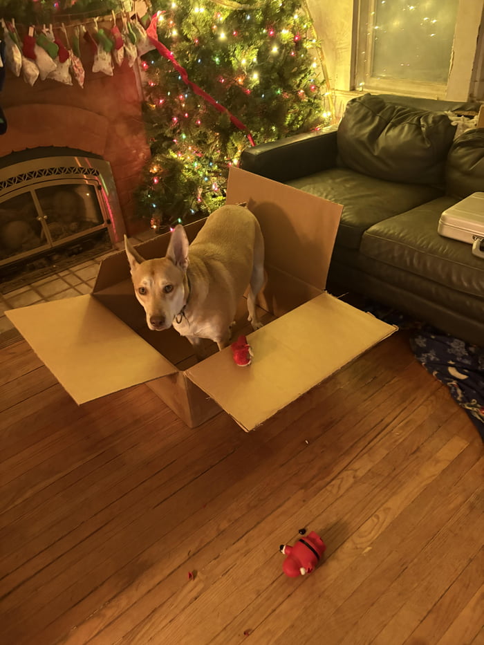 Dog Hardware, Cat Software - 9GAG