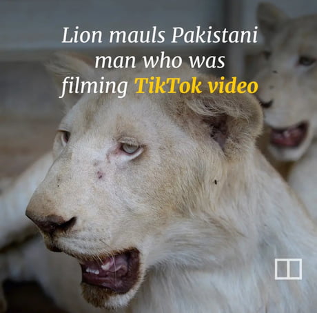 Best Funny lion Memes - 9GAG