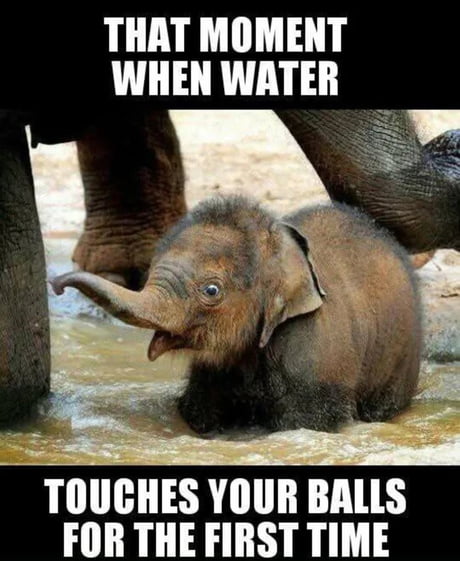 Best Funny elephant Memes - 9GAG