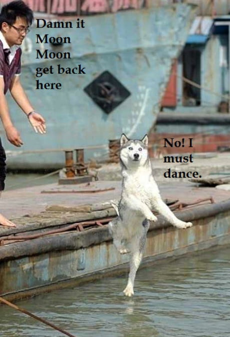 Best Funny moon moon Memes - 9GAG