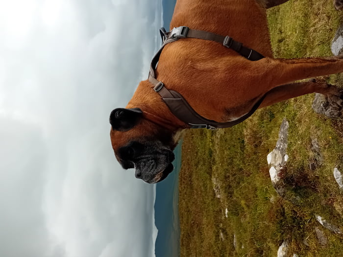 Just dog, no politics - 9GAG