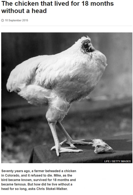 Best Funny mike the headless chicken Memes - 9GAG