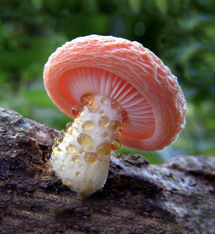 Rare Wrinkled Peach Mushroom, or 'Rhodotus Palmatus' exuding orange ...