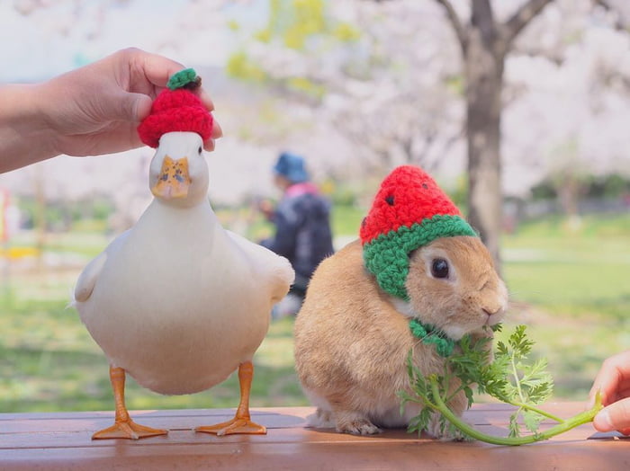 Duck And Bunnies Share An Adorable Friendship - 9GAG
