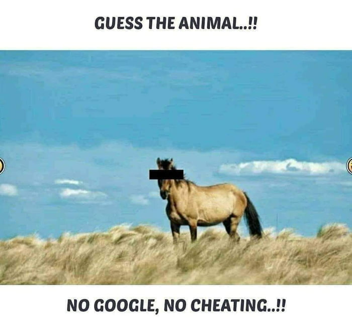 Guess the animal - 9GAG