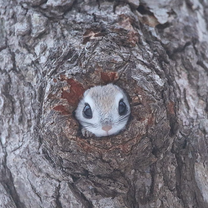 16 Photos Of Japanese Dwarf Flying Squirrels That Look Like Pokémon - 9GAG