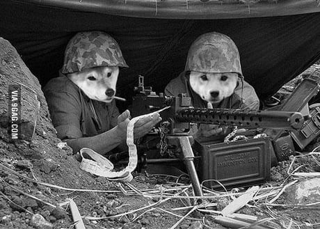 War Doge Meme