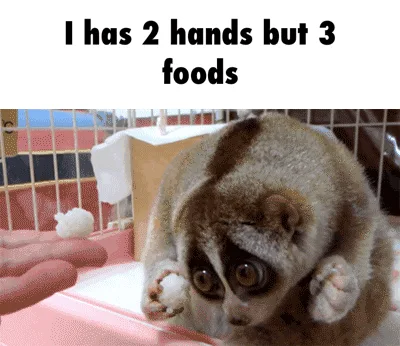 Loris Memes 450 ZMe: V2 Funny Pictures And Sayings Ideas | Funny