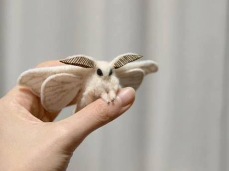 Poodle Moth Pokemon