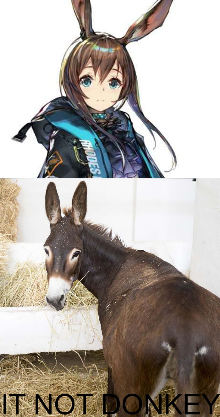 Amiya Not It's Donkey - 9GAG